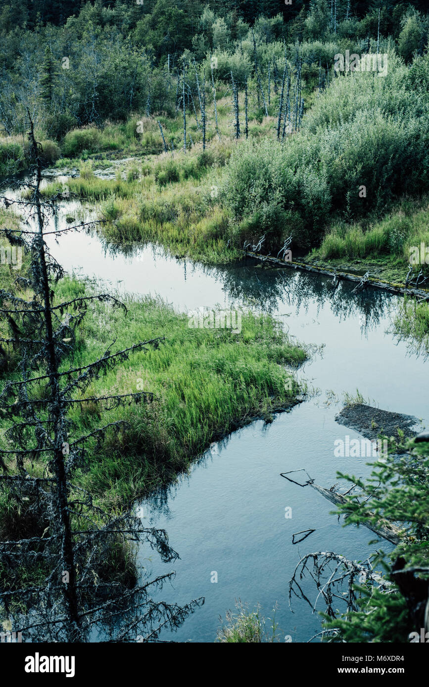 A stream on a hike through Seward Alaska Stock Photo - Alamy