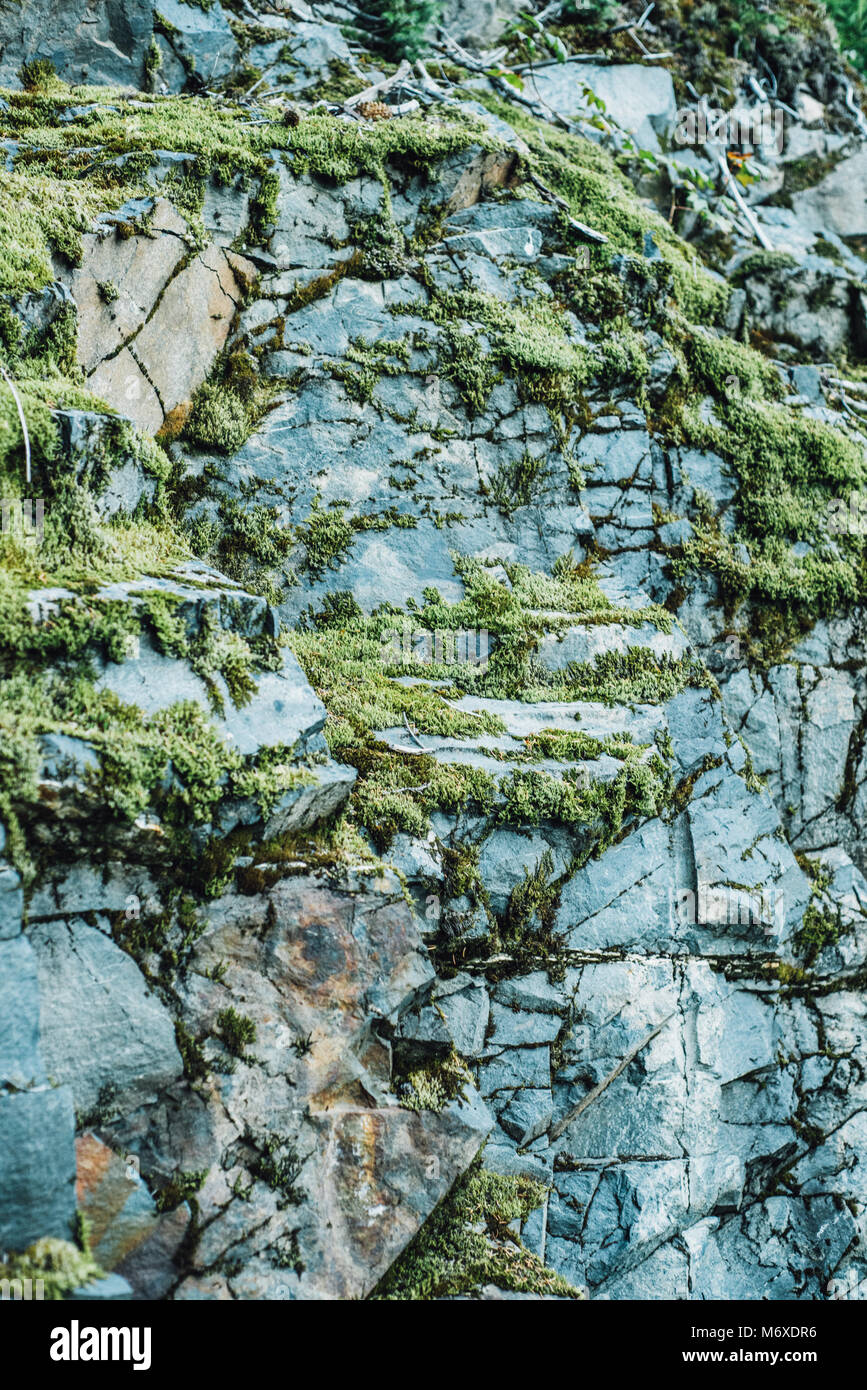 Fungus growing on rocks hi-res stock photography and images - Alamy