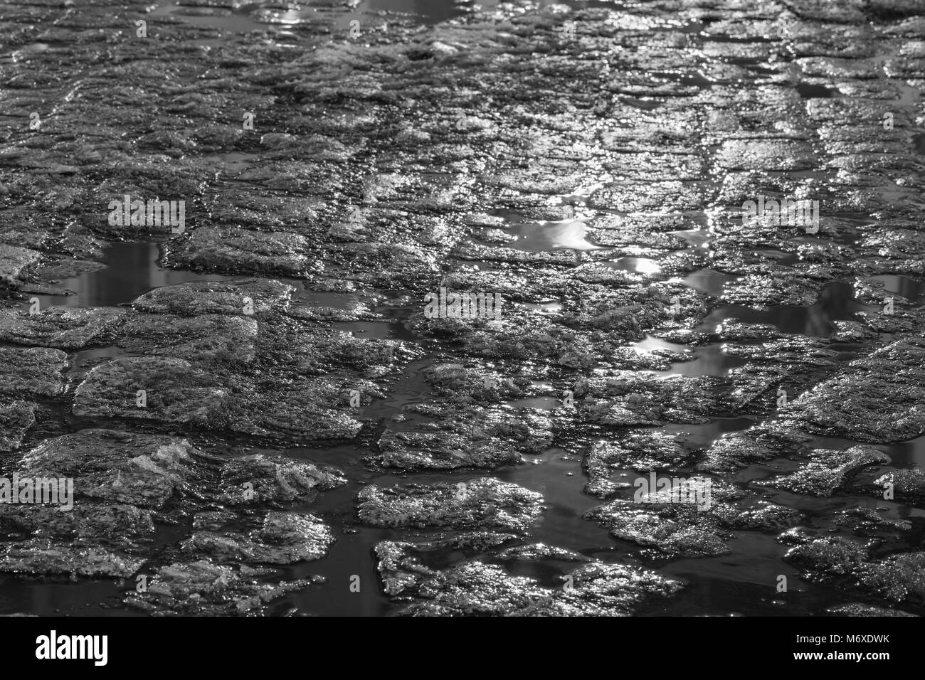 The cobbles under melting snow, cobblestone sett surface, paving in the ...