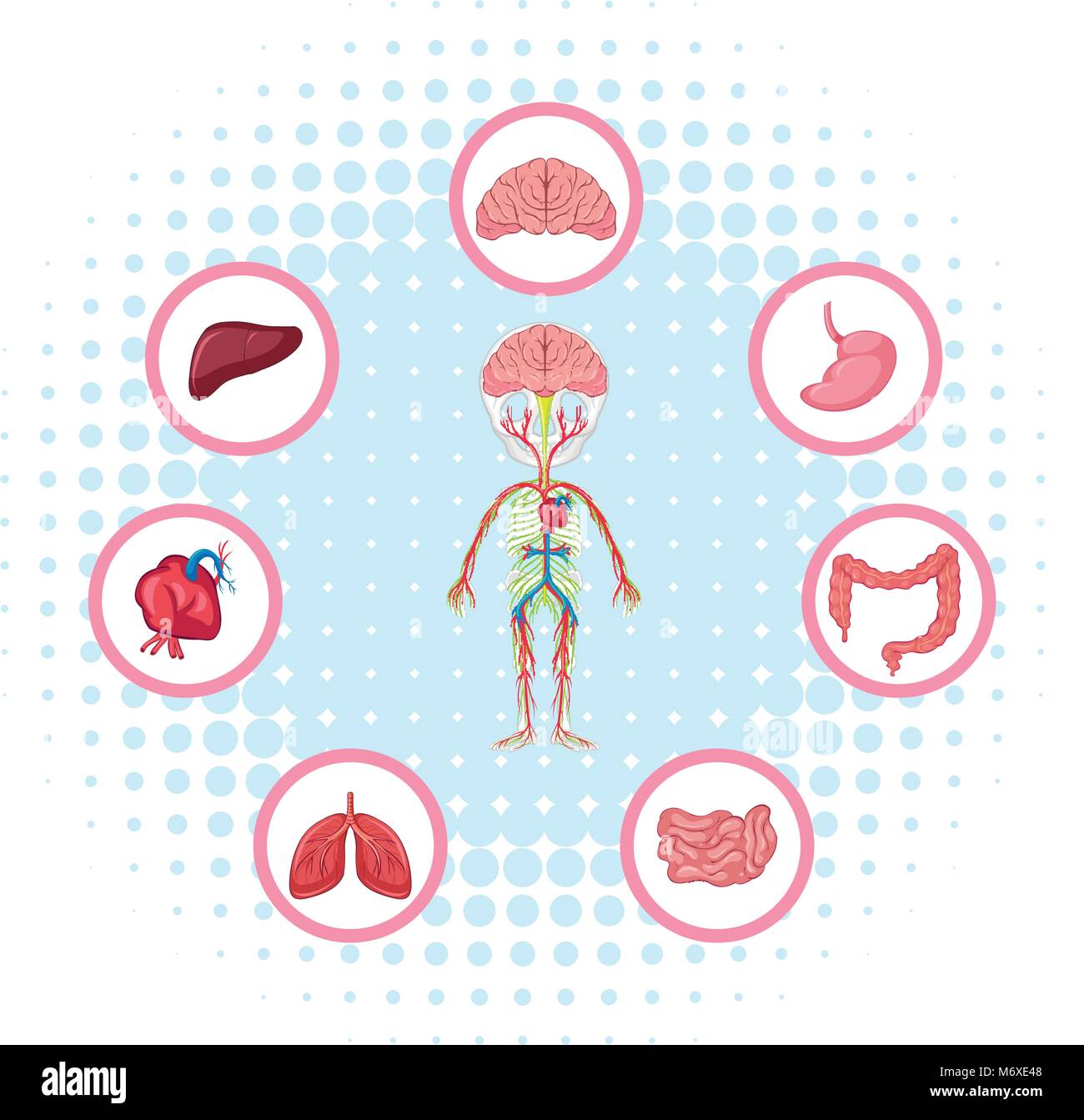 Diagram showing different parts of the body illustration Stock Vector ...