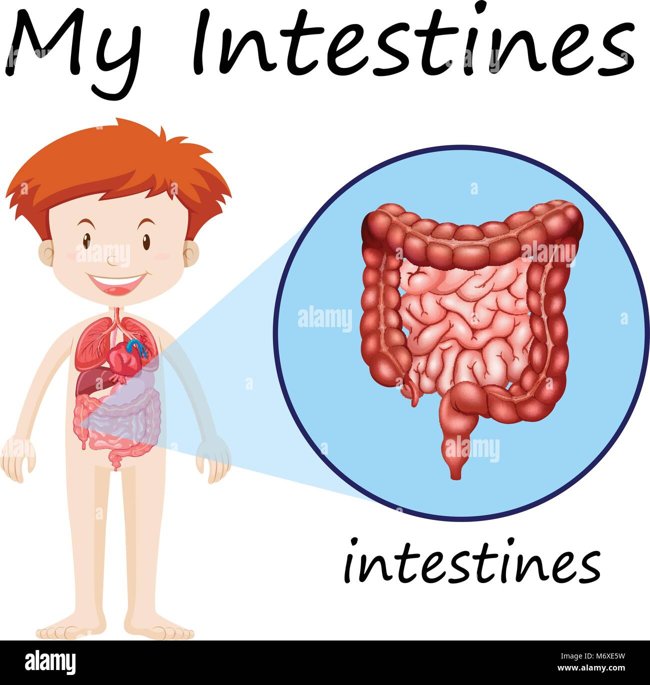Diagram showing intestines in human boy illustration Stock Vector Image ...