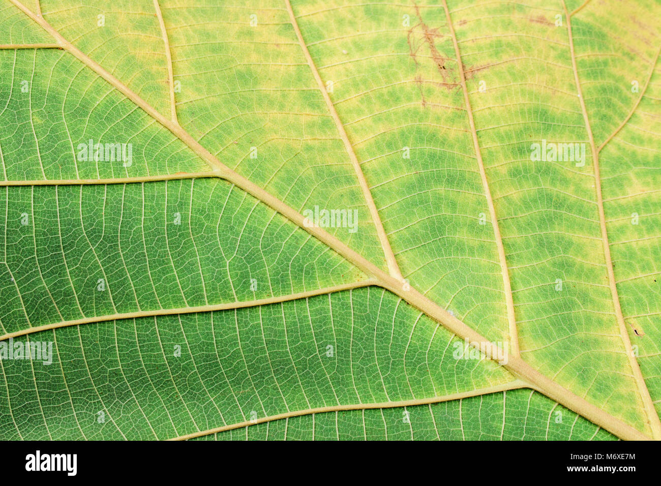 Yellow And Green Gradient Branch Leaves Texture For Background Stock ...