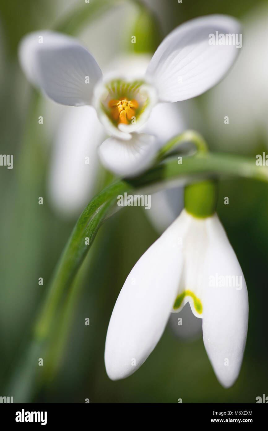 Snowdrops In Full Bloom, end view and side view Stock Photo - Alamy