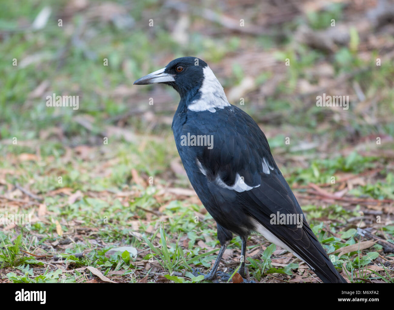 Magpie walking on the ground looking for food hi-res stock photography ...