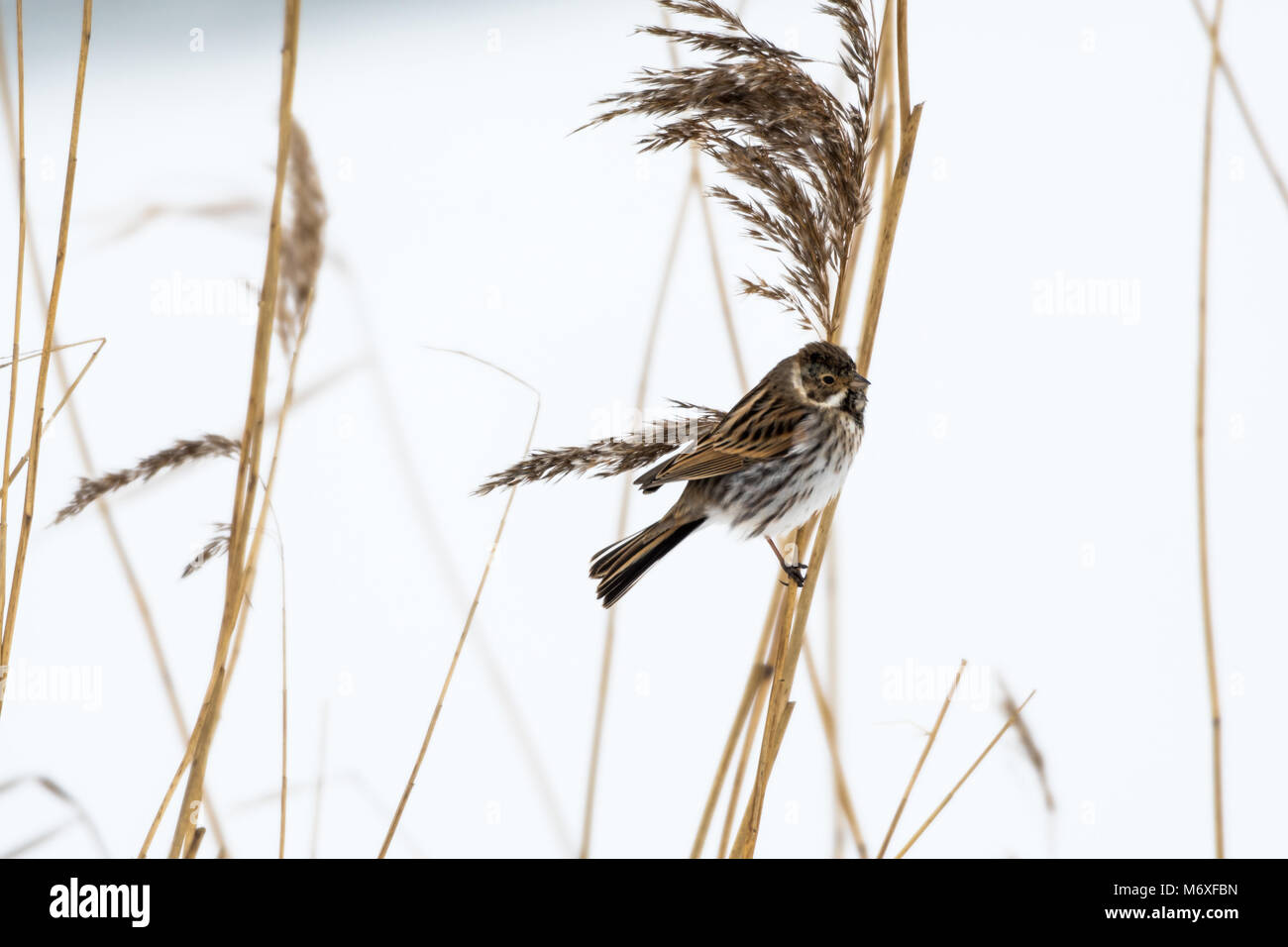 Male Reed Bunting on a reed stem with a white background Stock Photo ...