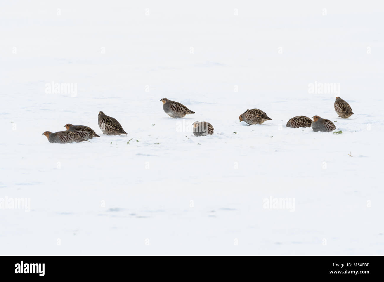 Flock of partridge birds looking for feed in a snowy field Stock Photo ...