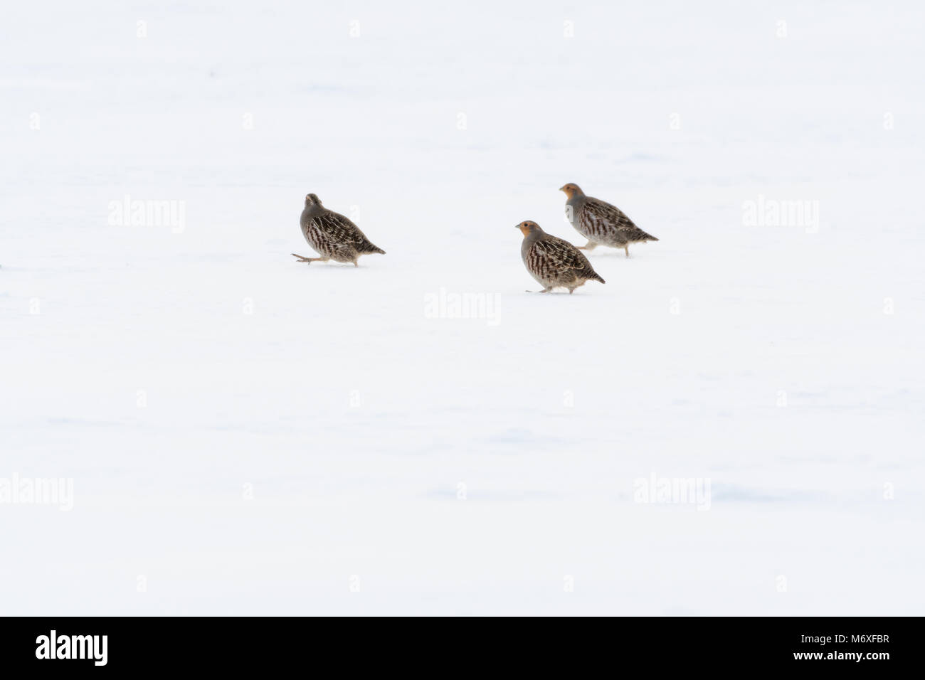 Partridge photos hi-res stock photography and images - Alamy