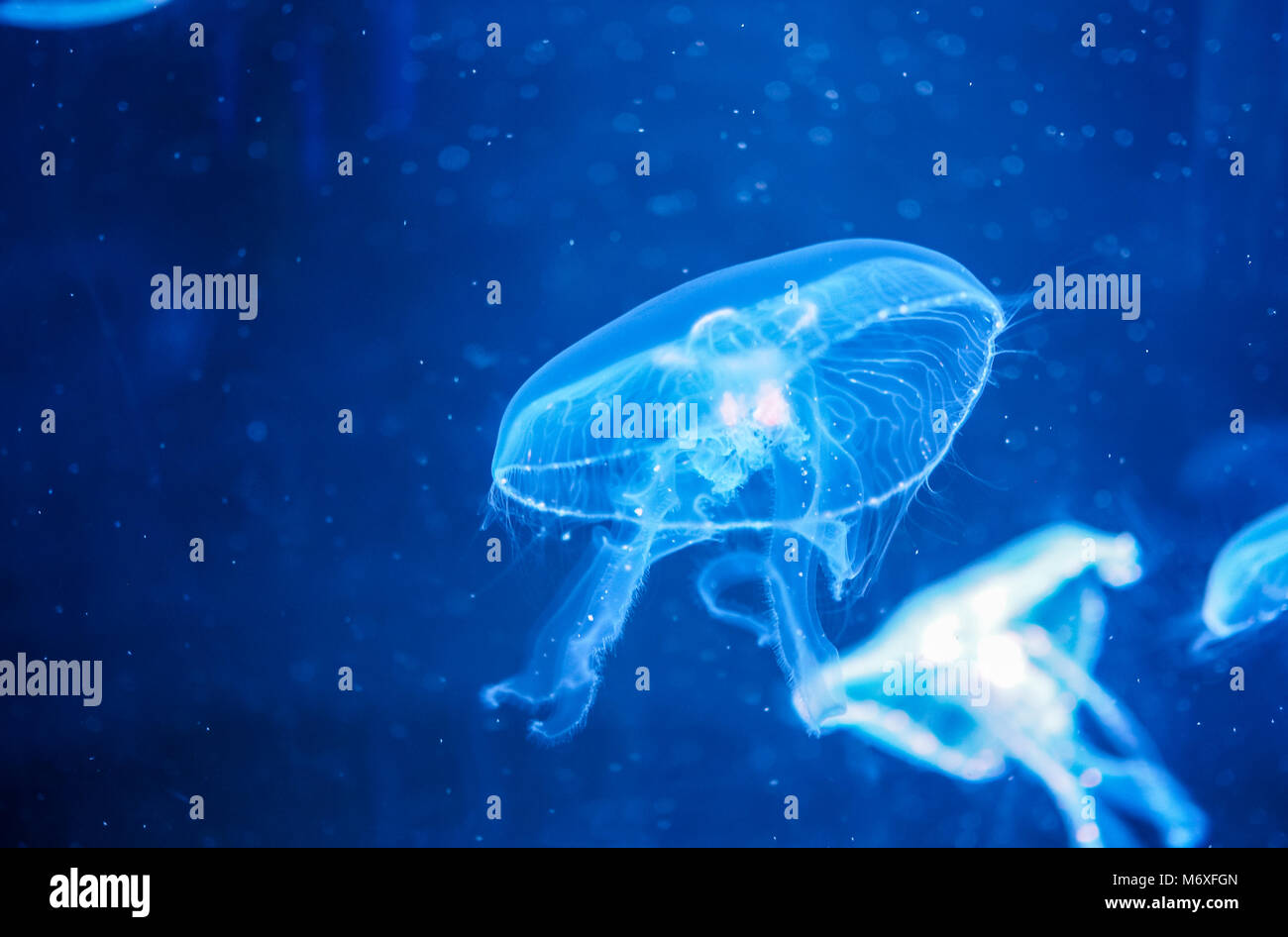 Box jellyfish australia hi-res stock photography and images - Alamy