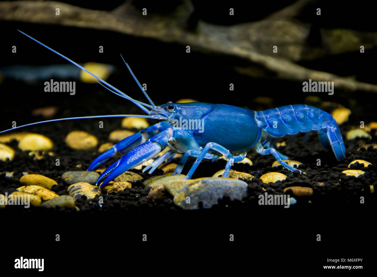 Crayfish Cherax destructor Stock Photo - Alamy