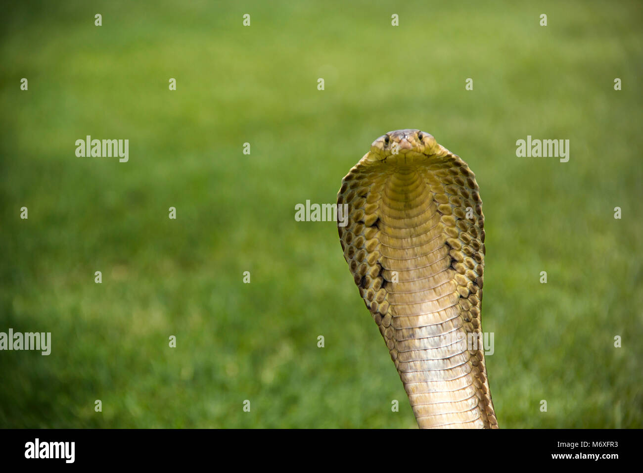 Neck, head and face of Snake Siamese cobra ( Naja kaouthia ) gold color ...
