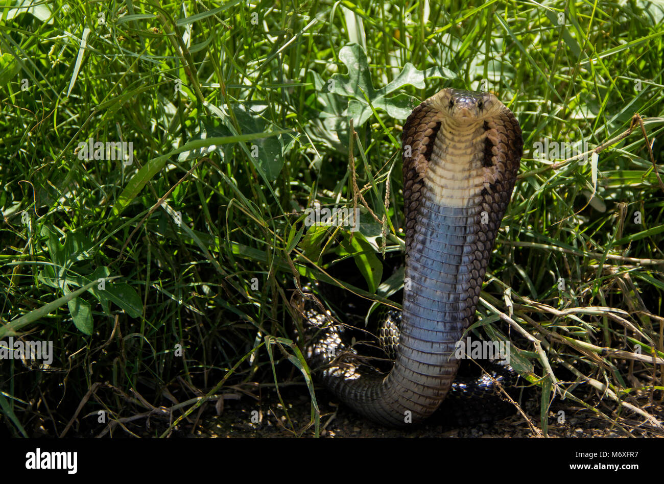 Snake Siamese cobra ( Naja kaouthia ) poke head face and body in dense ...