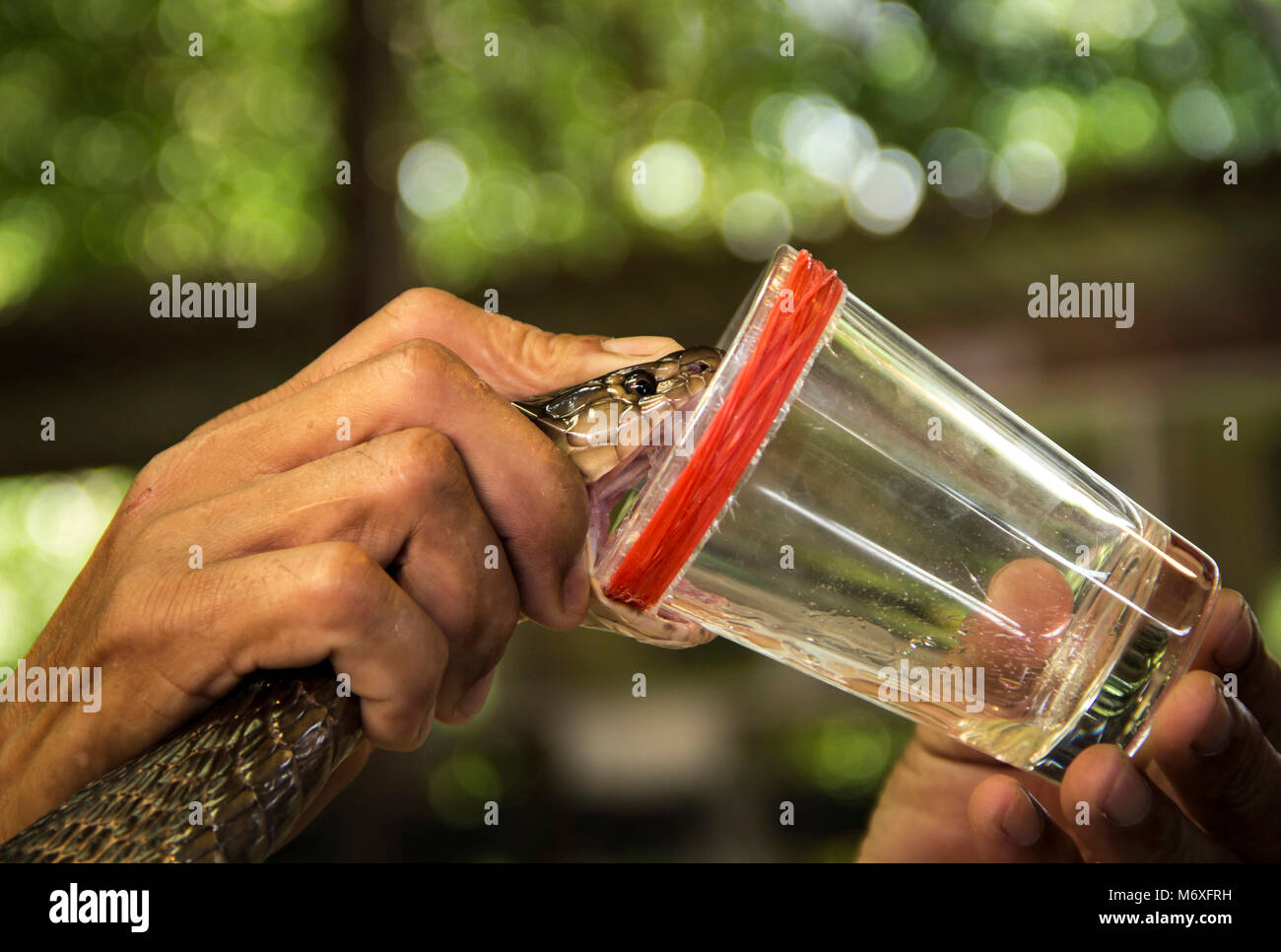 Snake bite hand hi-res stock photography and images - Alamy