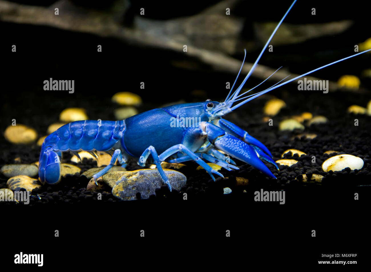 Tropical Blue Crayfish