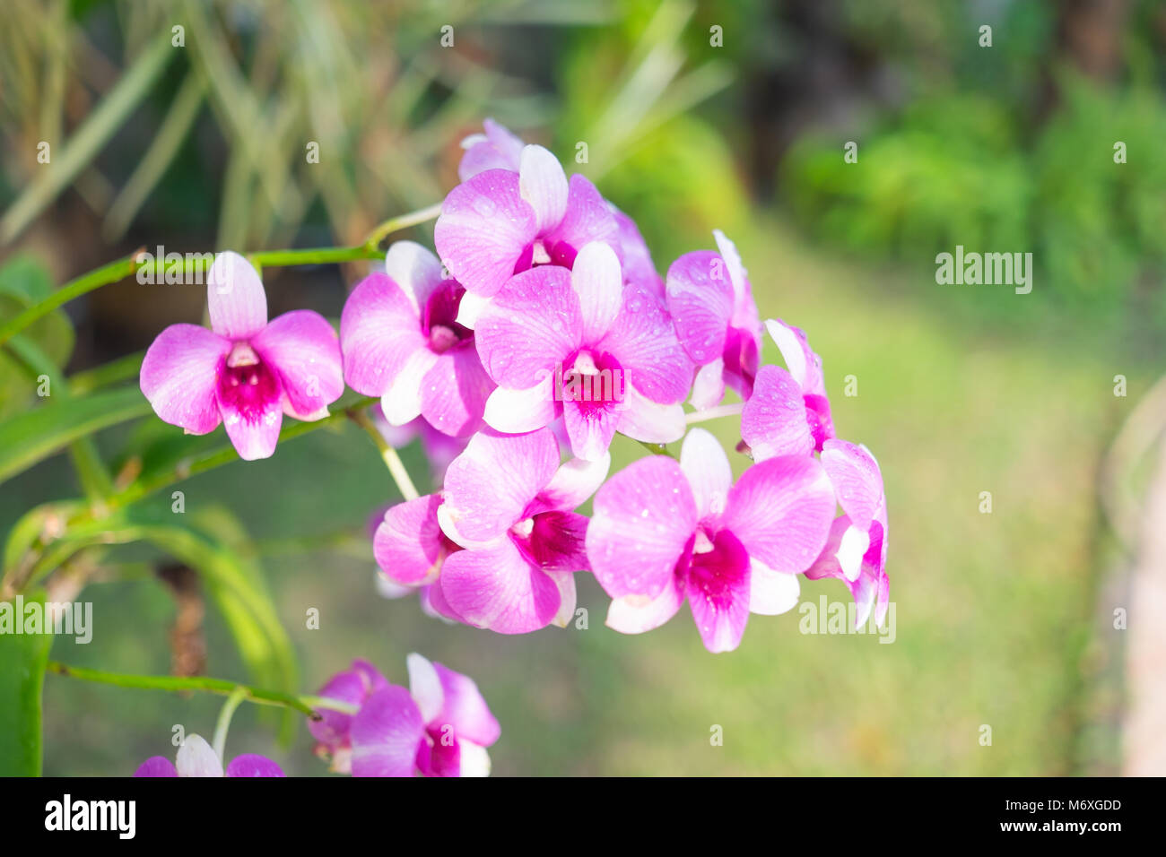 Tropical pink orchid hanging on the tree Stock Photo - Alamy