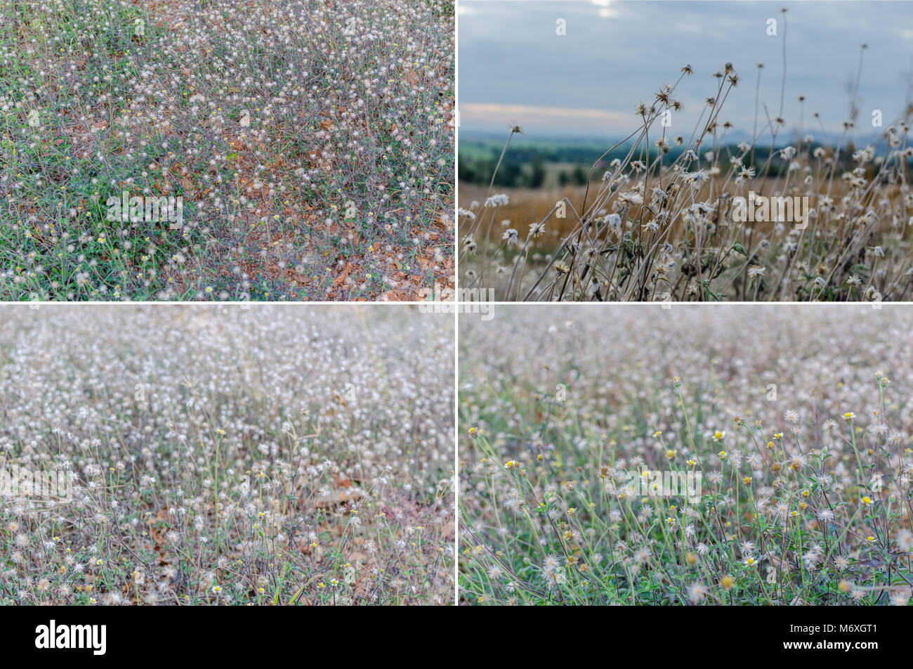 Abstract background of white flowers Stock Photo - Alamy