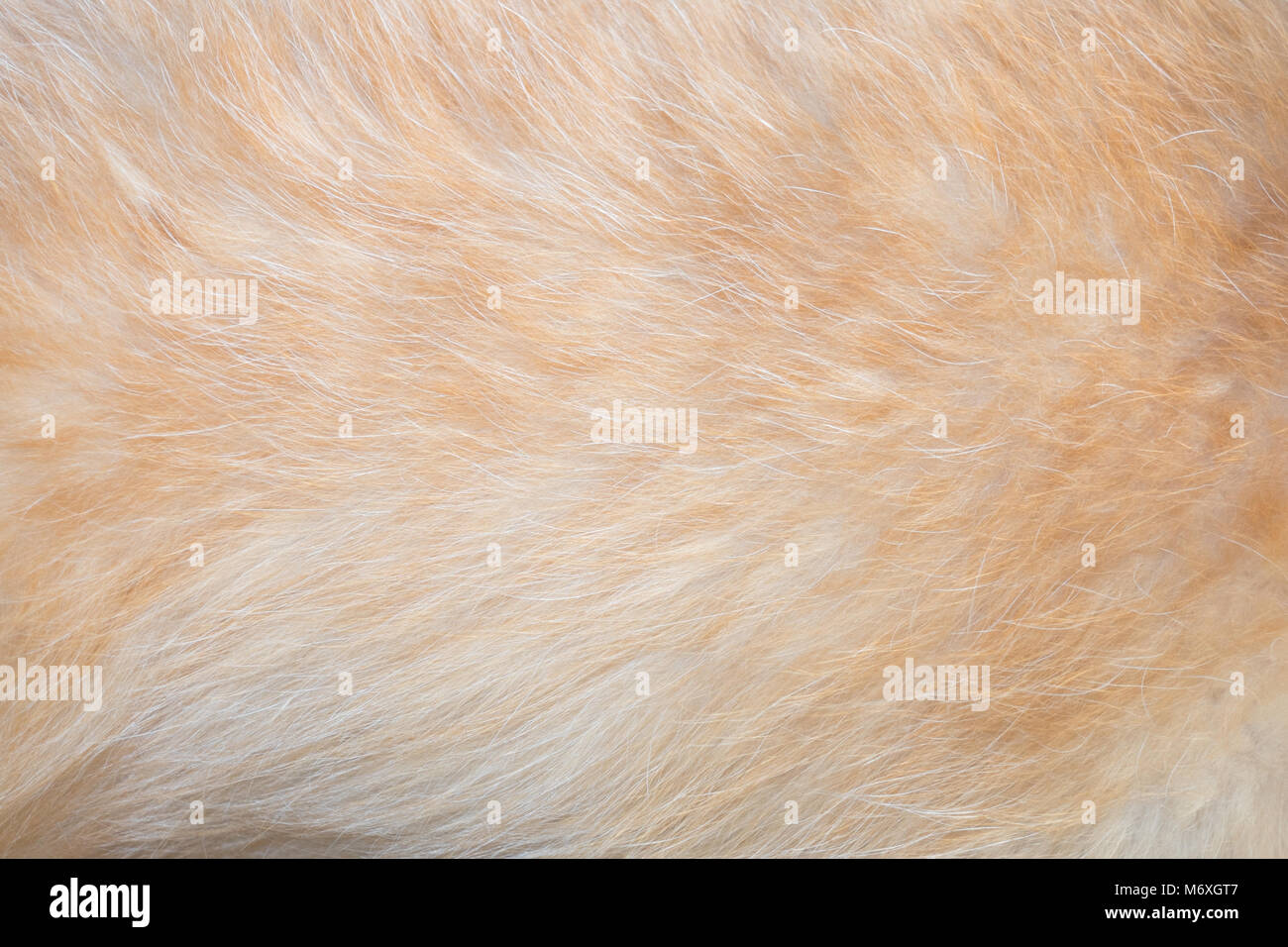 Dog's fur texture as background - golden retriever Stock Photo - Alamy