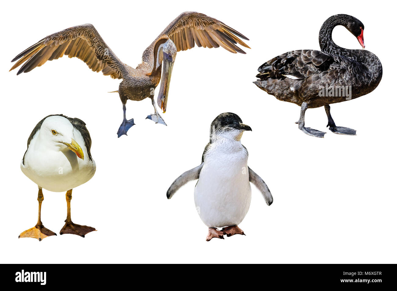 Collage of Australian birds, isolated on white background. Pelican ...