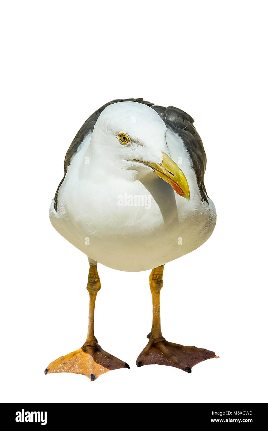 Big bird standing on Cut Out Stock Images & Pictures - Alamy