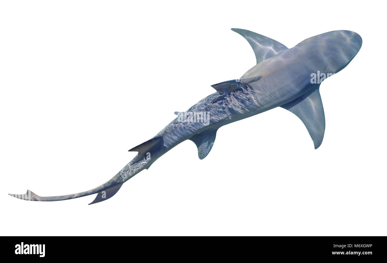 A Sicklefin Lemon shark, Negaprion acutidens, isolated on white ...