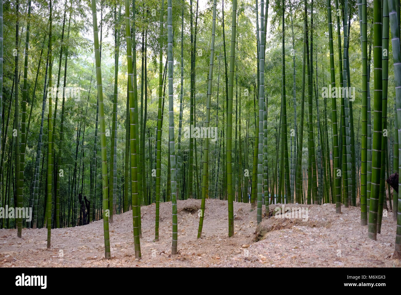 Bamboo forest in Japan Stock Photo - Alamy