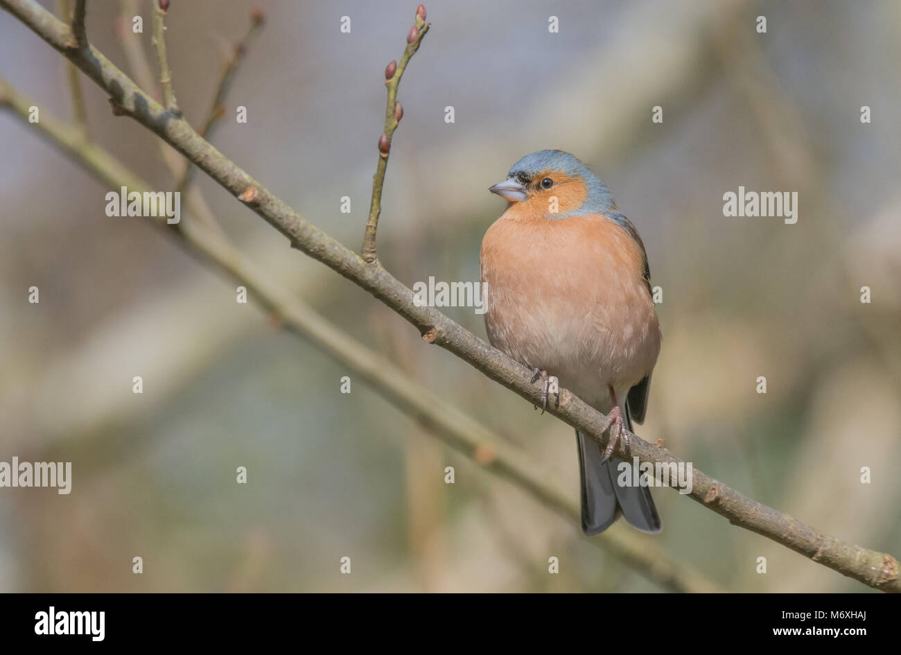 British garden birds hi-res stock photography and images - Alamy