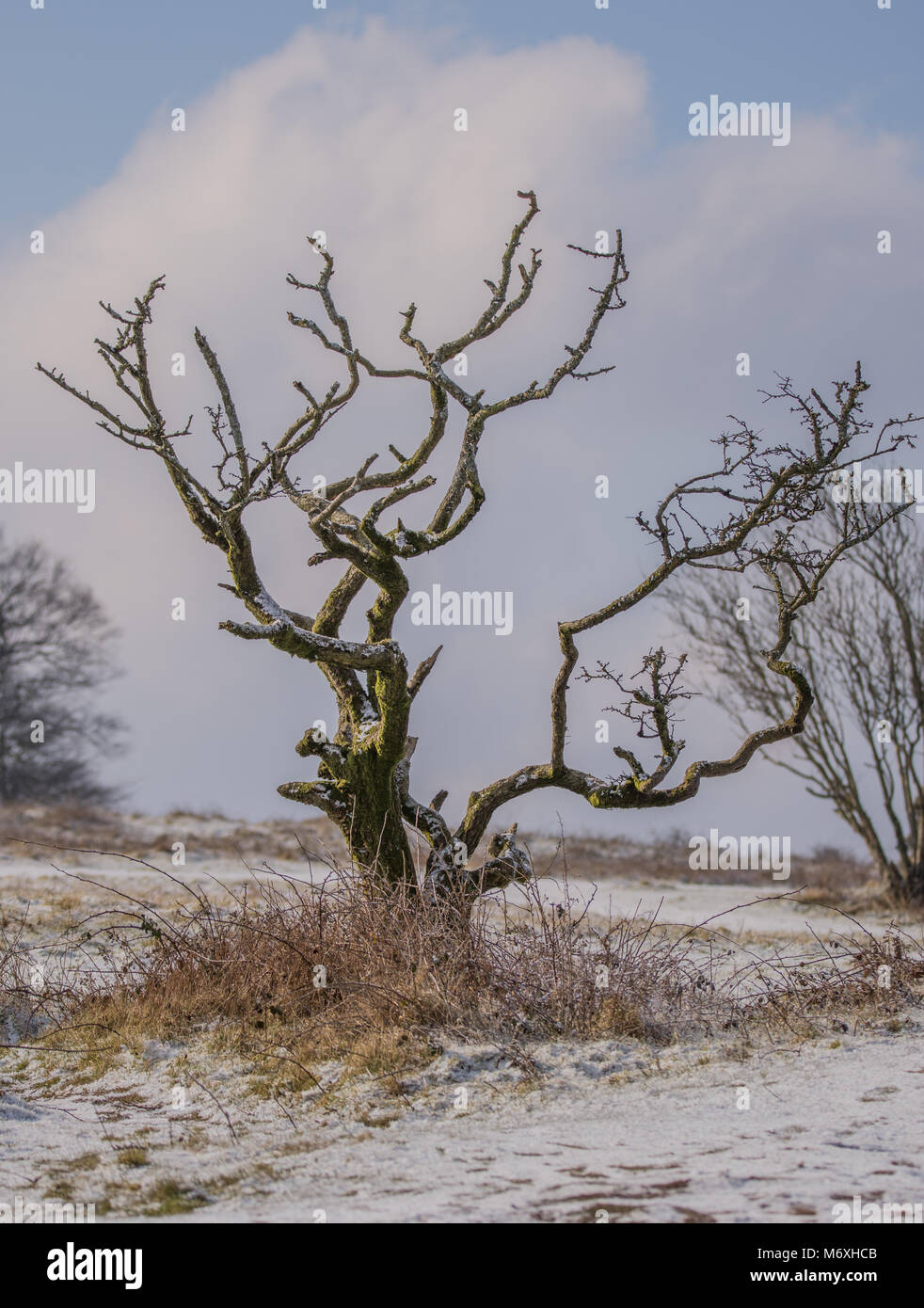Baron tree in the snow on the Quantock hills in Somerset Stock Photo ...