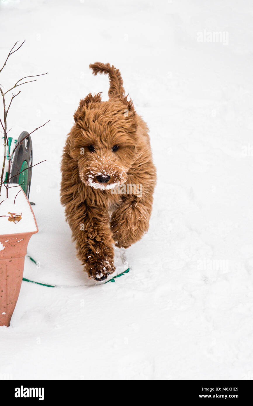 Ginger Cockapoo Puppy High Resolution Stock Photography and Images - Alamy
