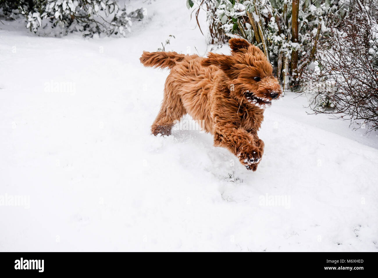 Cockapoo Side View High Resolution Stock Photography and Images - Alamy