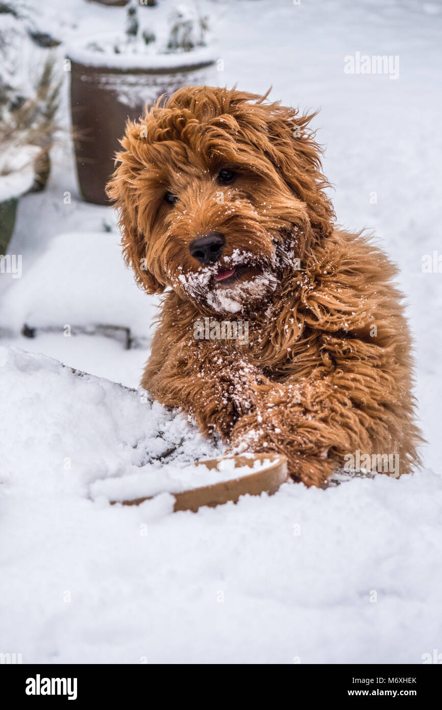 Ginger Cockapoo Puppy High Resolution Stock Photography and Images - Alamy