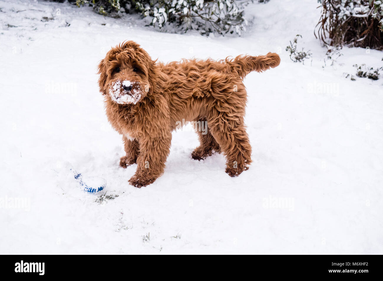 Cockapoo Side View High Resolution Stock Photography and Images - Alamy