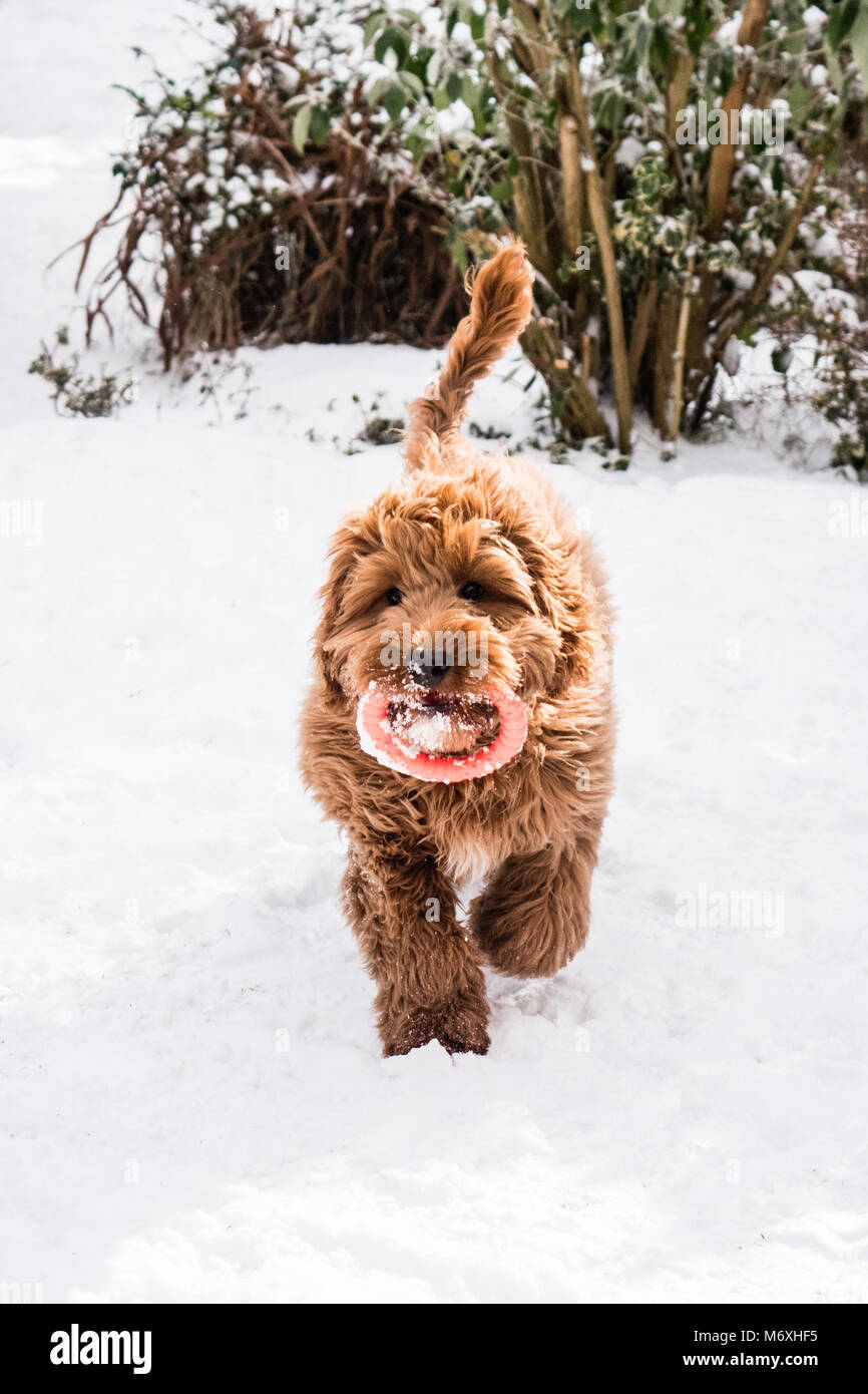 Ginger Cockapoo Puppy High Resolution Stock Photography and Images - Alamy