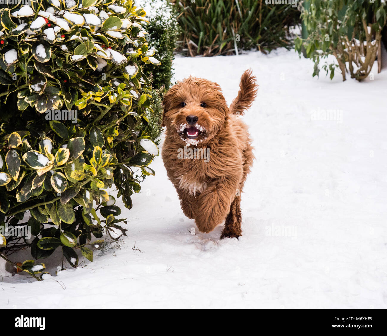 Ginger Cockapoo Puppy High Resolution Stock Photography and Images - Alamy