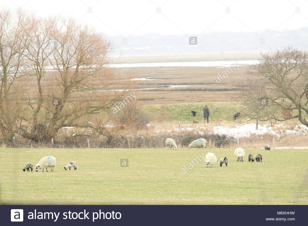 Pastoral Scene Stock Photos & Pastoral Scene Stock Images - Alamy