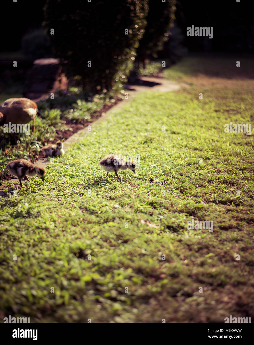 Happy ducklings hi-res stock photography and images - Alamy