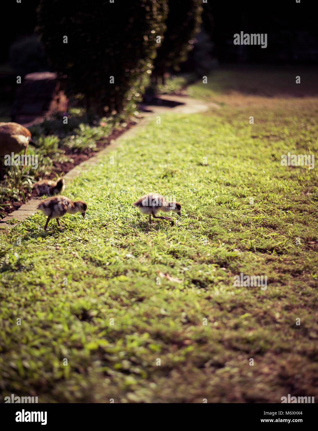 Cute baby ducks hi-res stock photography and images - Alamy