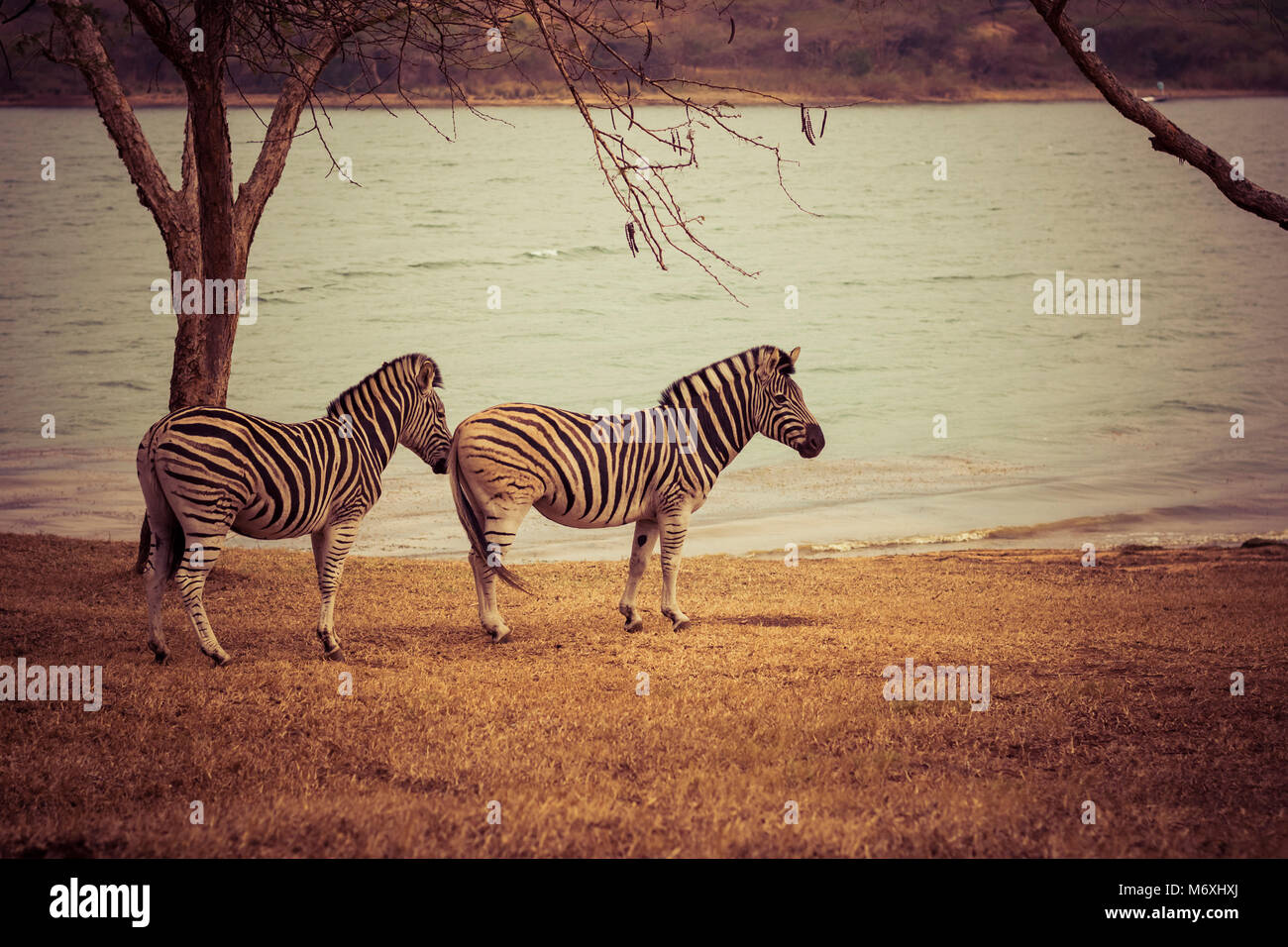 Zebras in the WIld - African Safari Stock Photo - Alamy