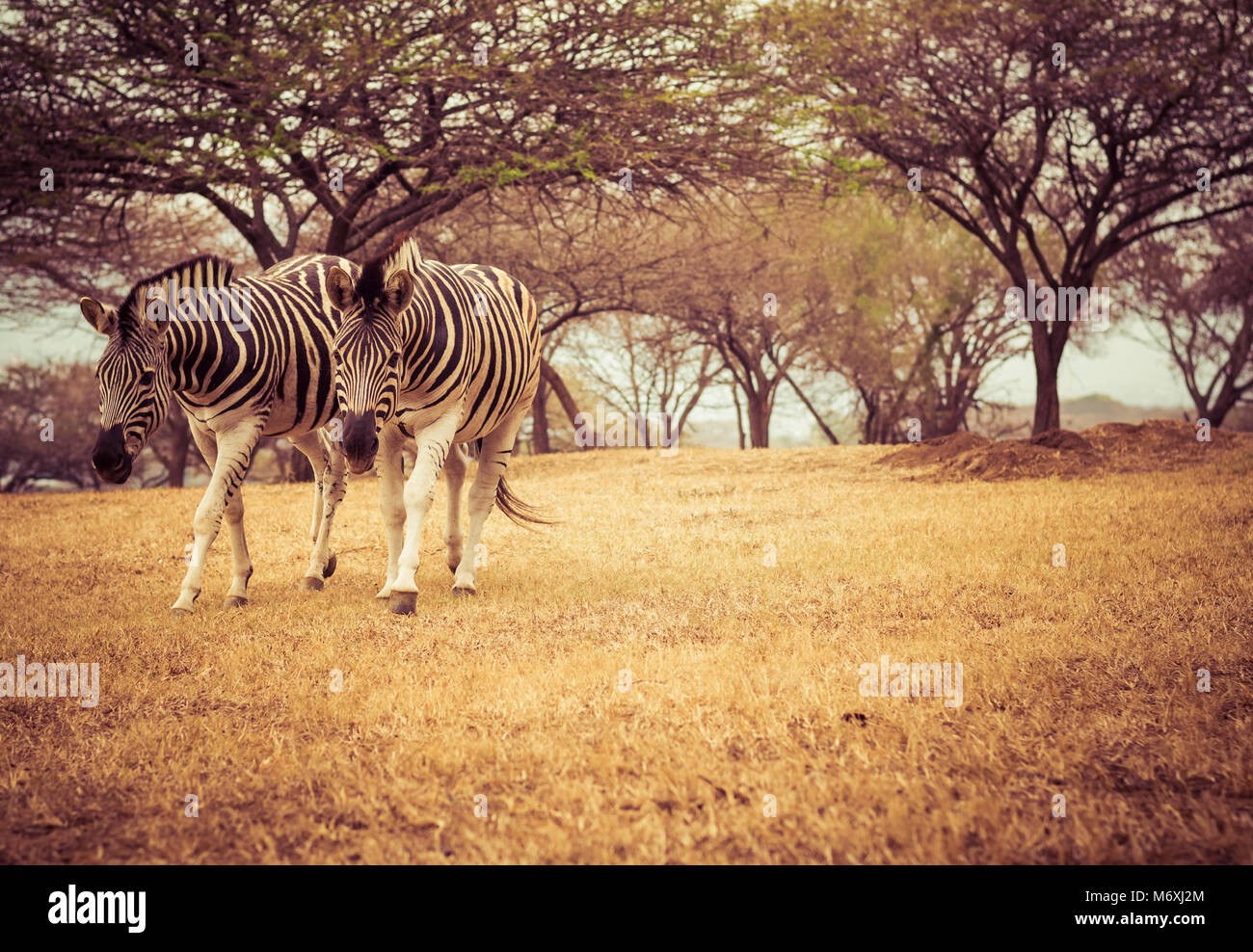 Wild animals hugging hi-res stock photography and images - Alamy
