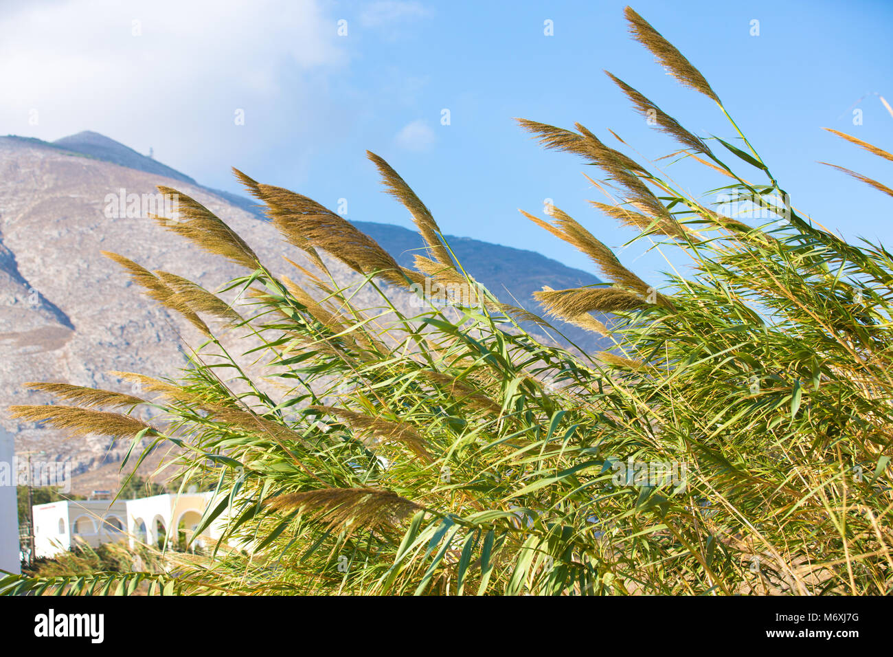 Reed against the sky Stock Photo - Alamy