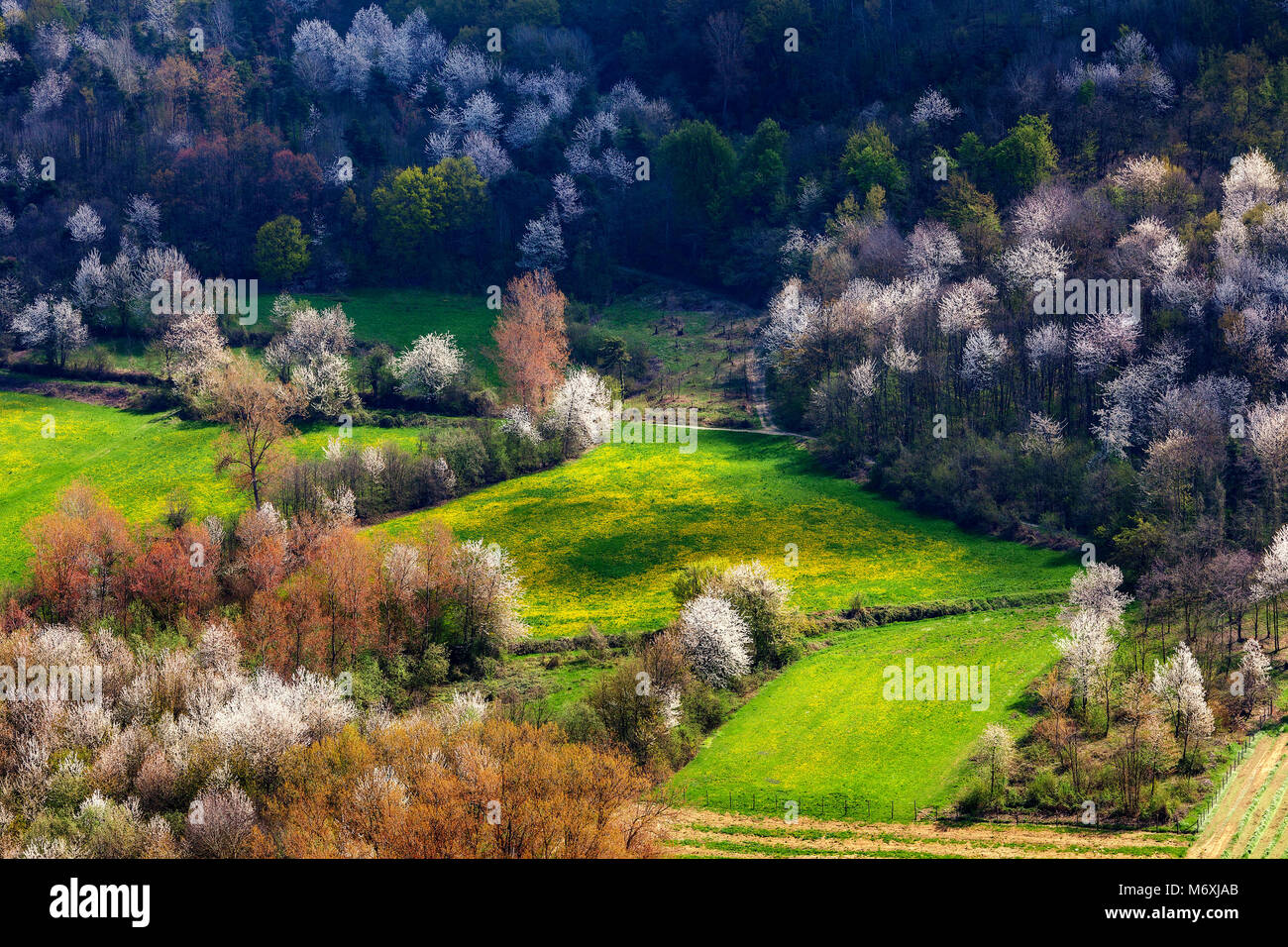 Aerial view on flowers field hi-res stock photography and images - Alamy