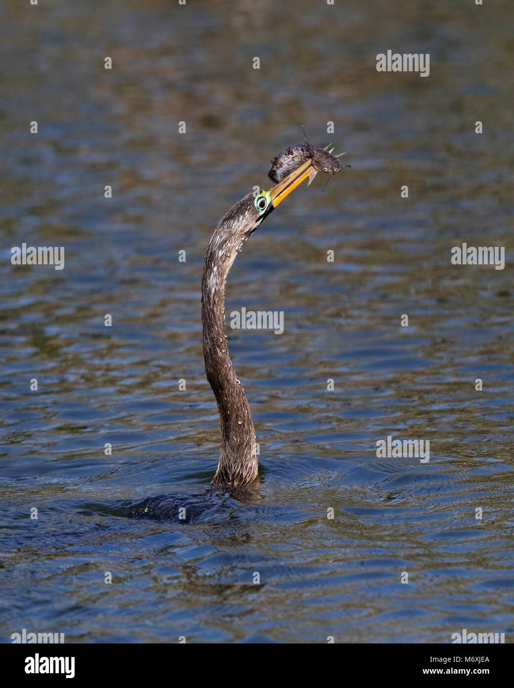 Immature anhinga hi-res stock photography and images - Alamy