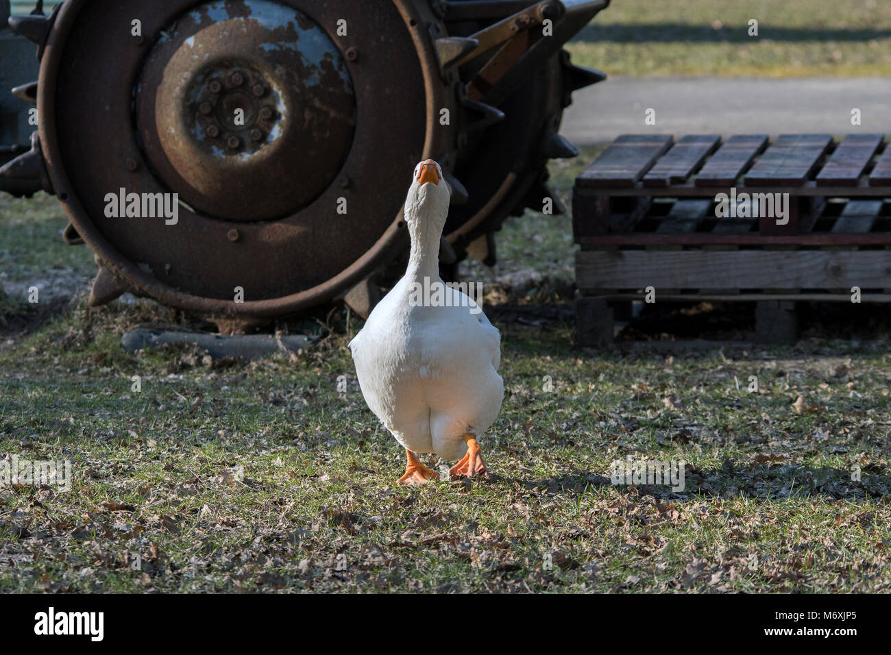 Geese charging hi-res stock photography and images - Alamy