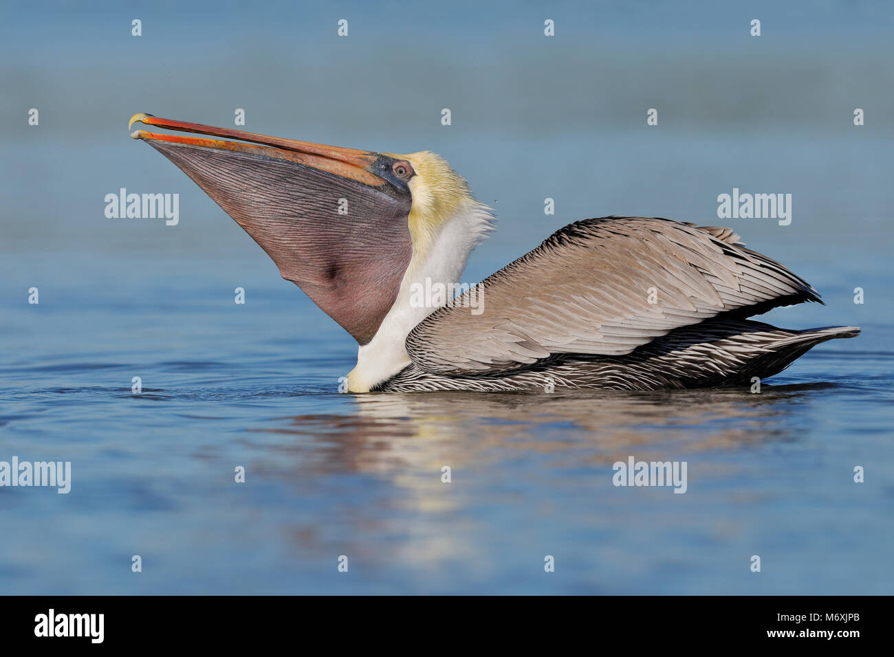 Brown Pelican (Pelecanus occidentalis) with a full pouch as it forages ...