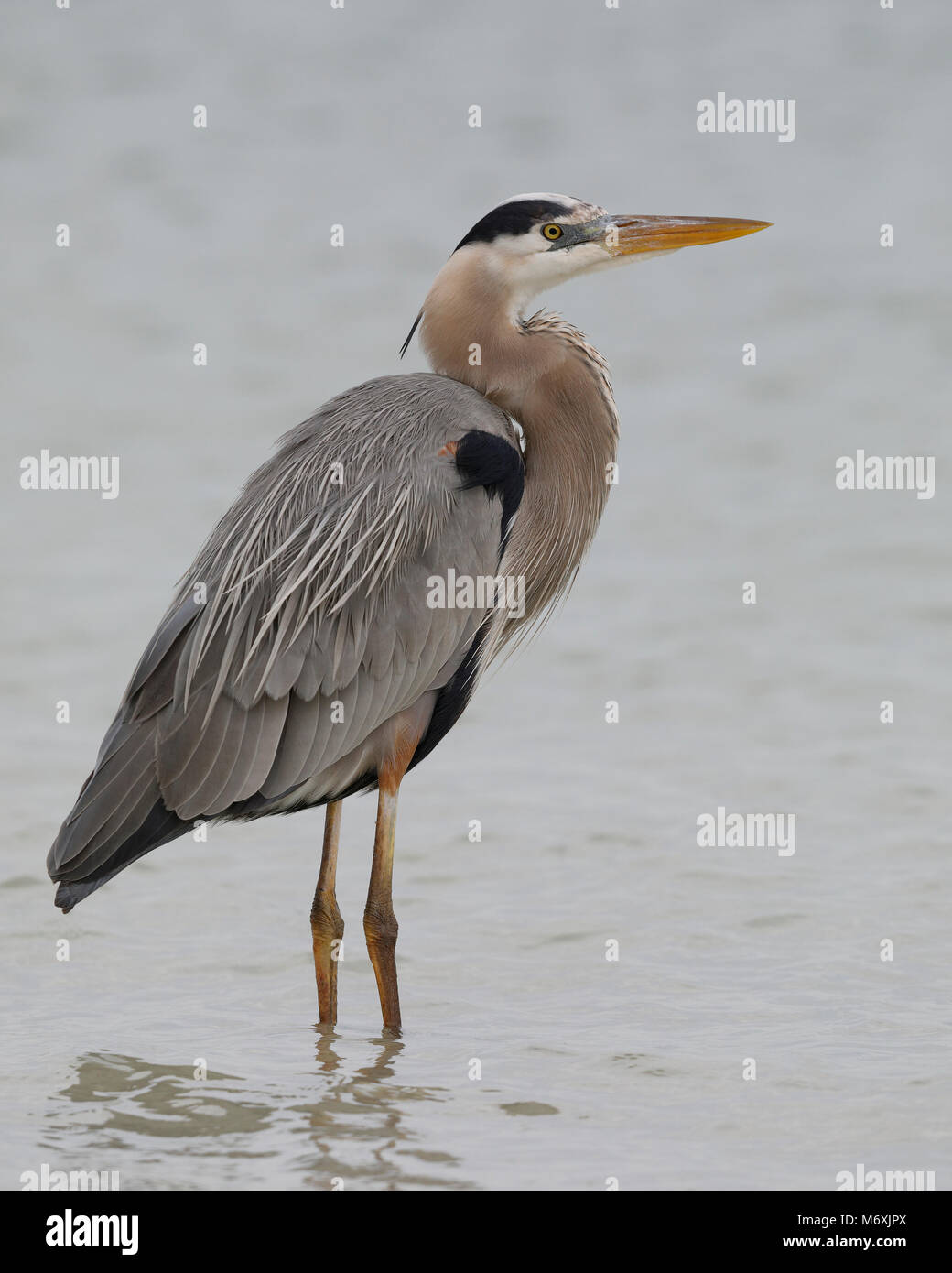 Great Blue Heron (Ardea herodias) wading in a shallow lagoon - Pinellas ...