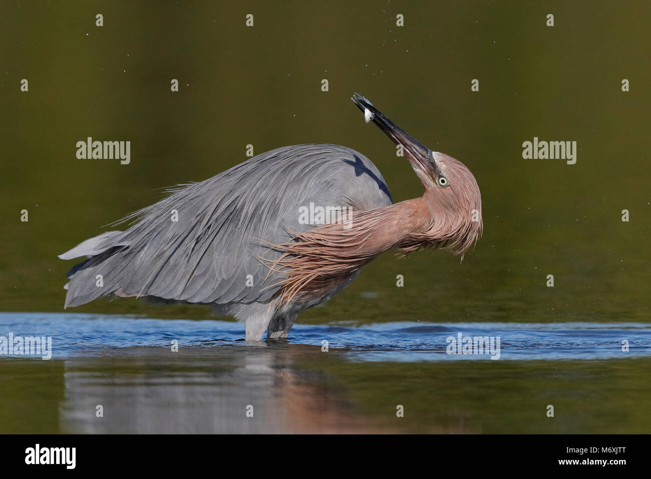 Reddish Egret (Egretta rufescens) subduing a small fish - Pinellas ...