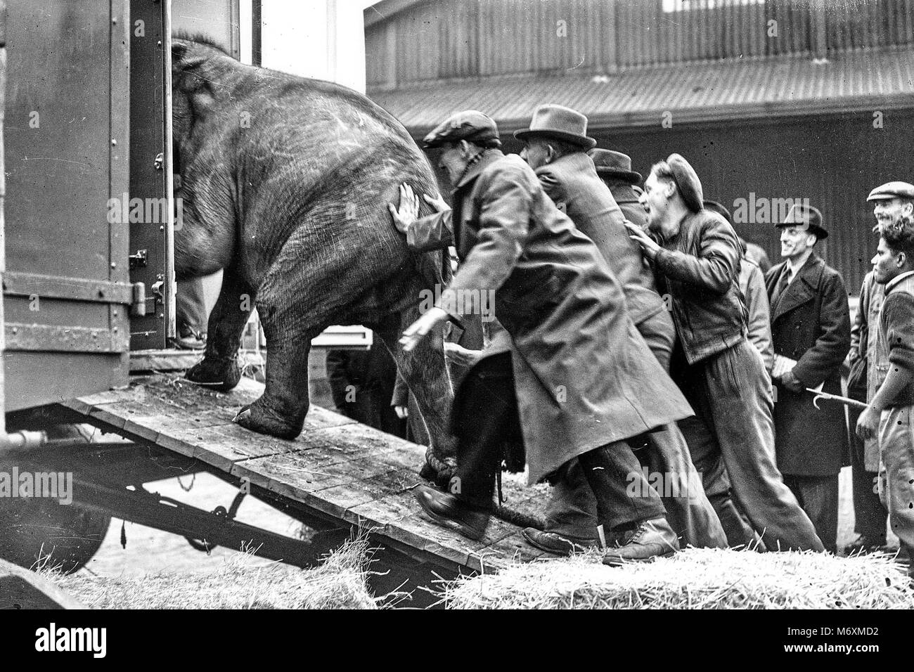 London dock elephant hi-res stock photography and images - Alamy