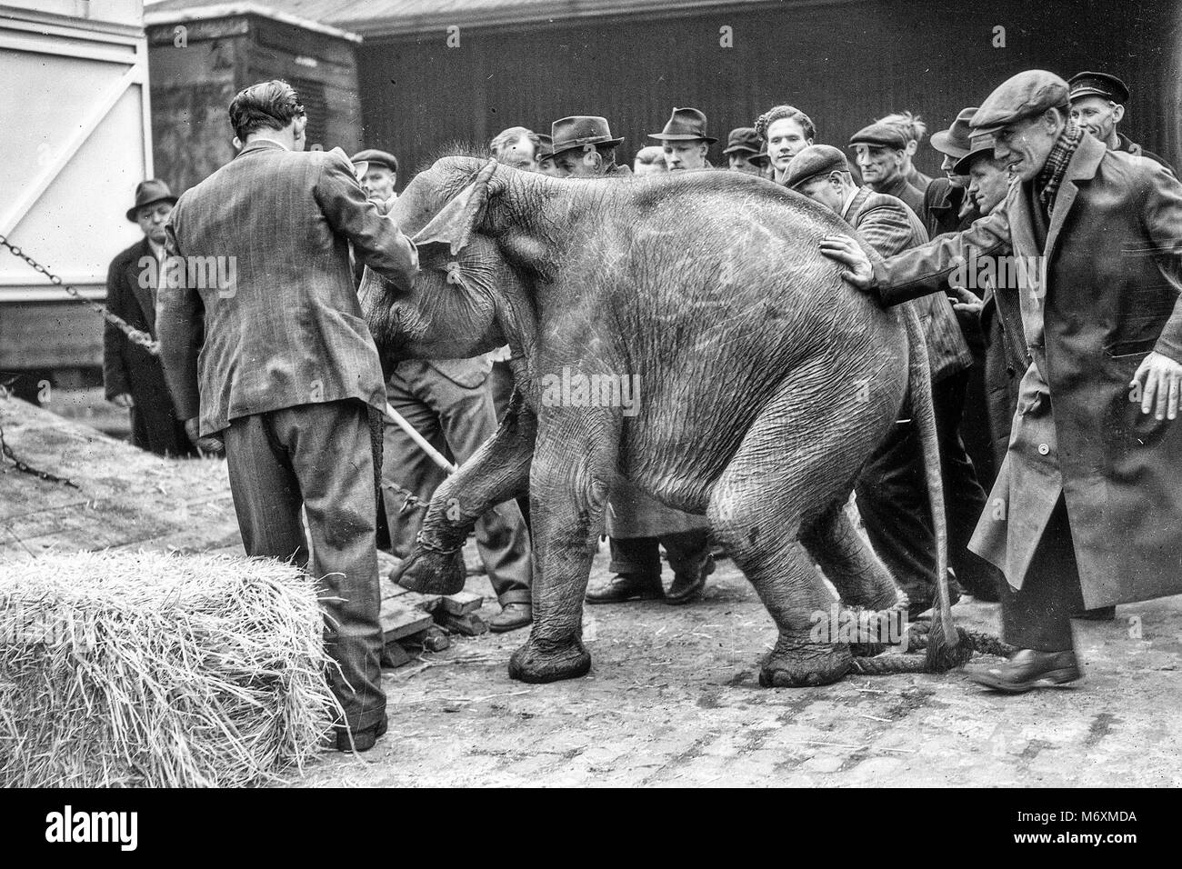 SALLY 4 YEARS OLD ELEPHANT BEING SHIPPED TO CHIPPERFIELDS CIRCUS FROM ...