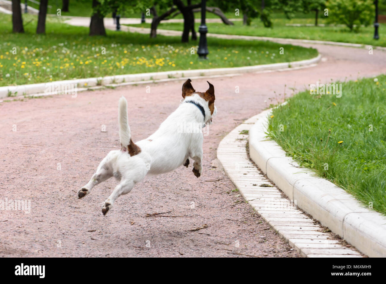 Dog at spring park running from camera having fun outdoors Stock Photo ...