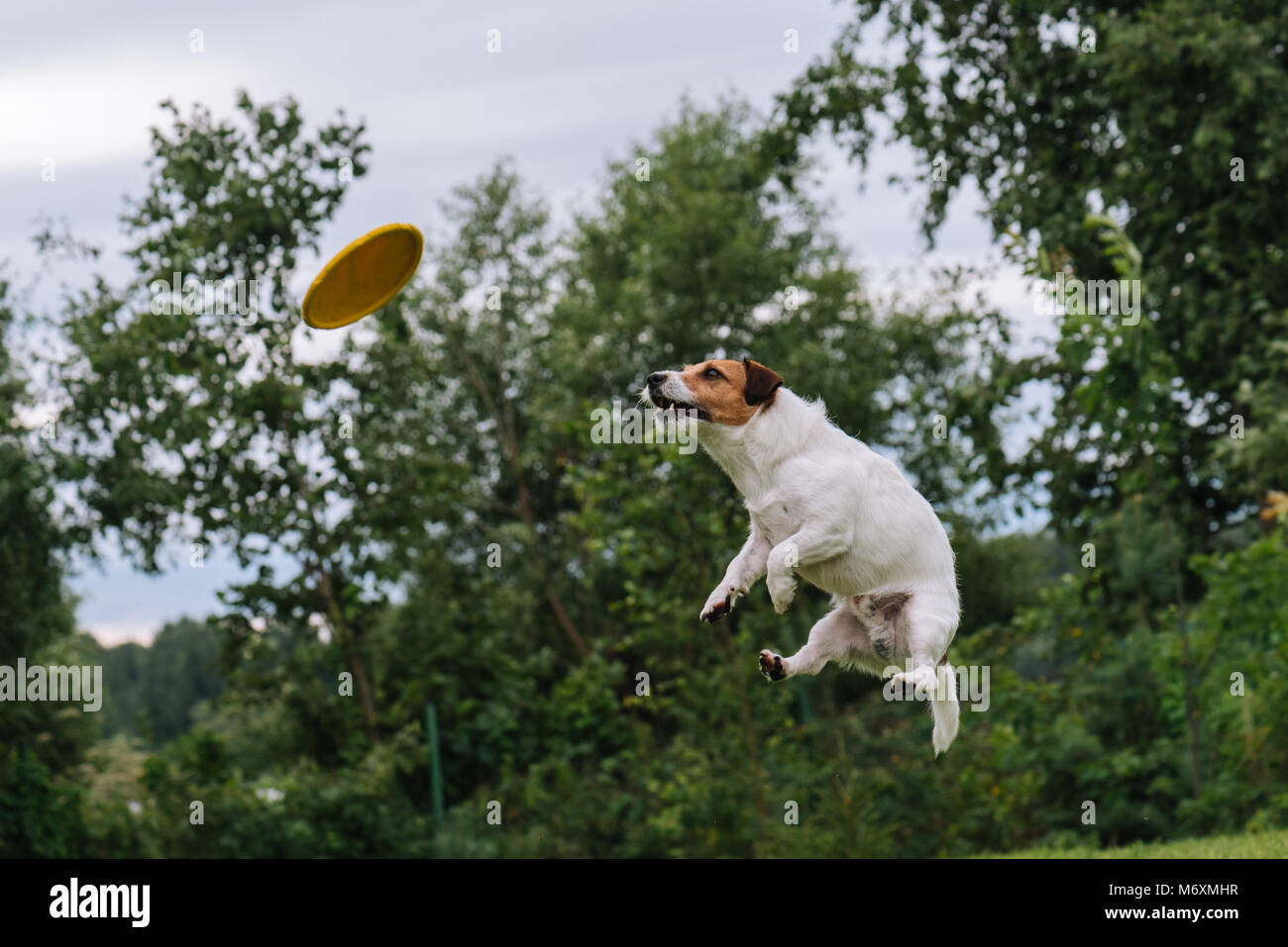 Dog park agility equipment hi-res stock photography and images - Alamy