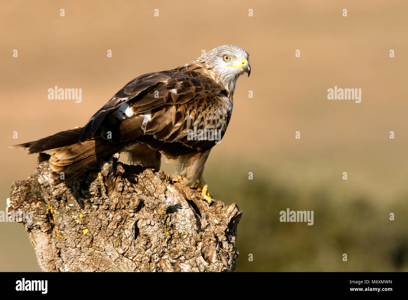 Milvus field hi-res stock photography and images - Alamy