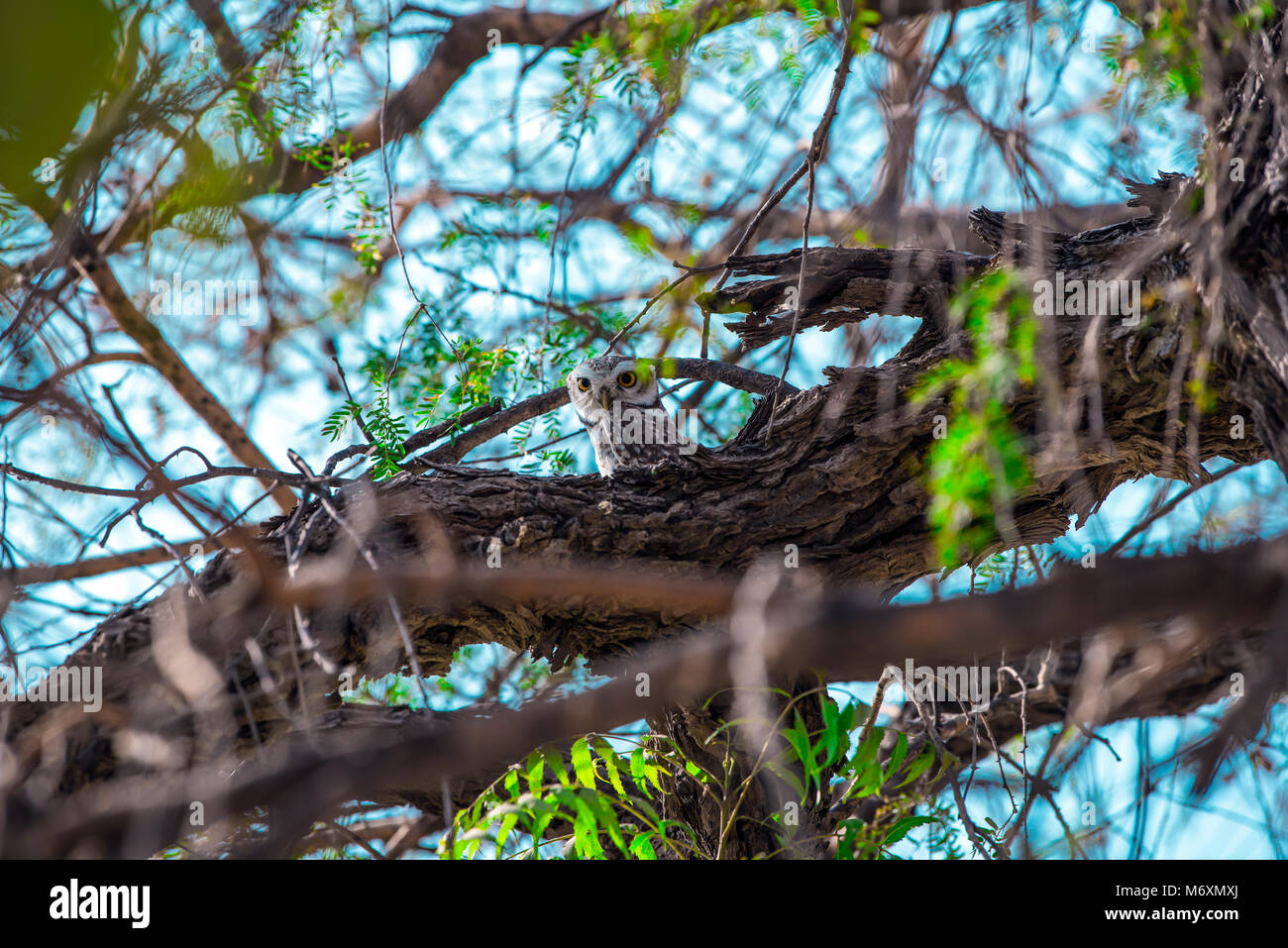 Parco india hi-res stock photography and images - Alamy